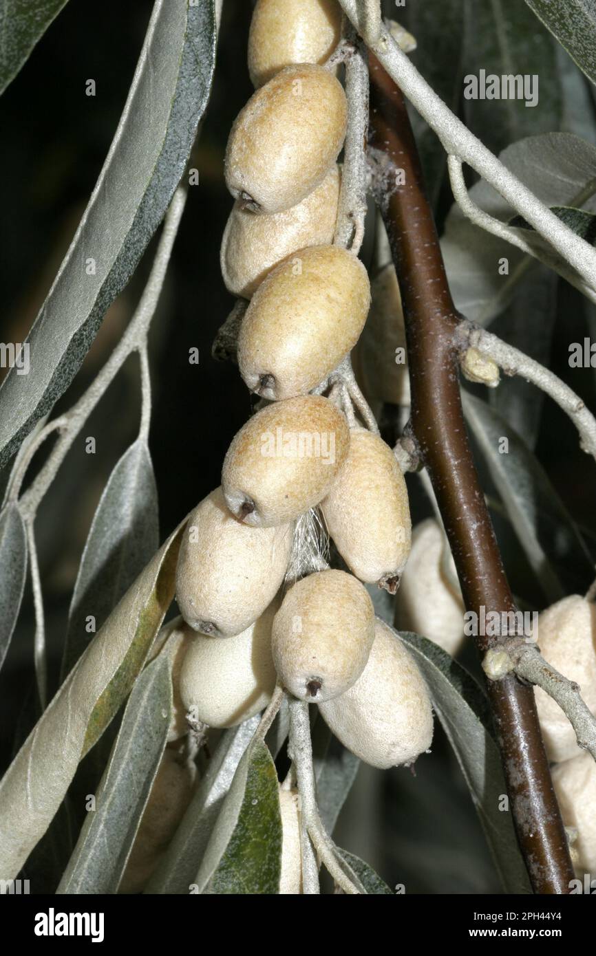 Russian OliveSlim-leaved Olive Willow Stock Photo - Alamy