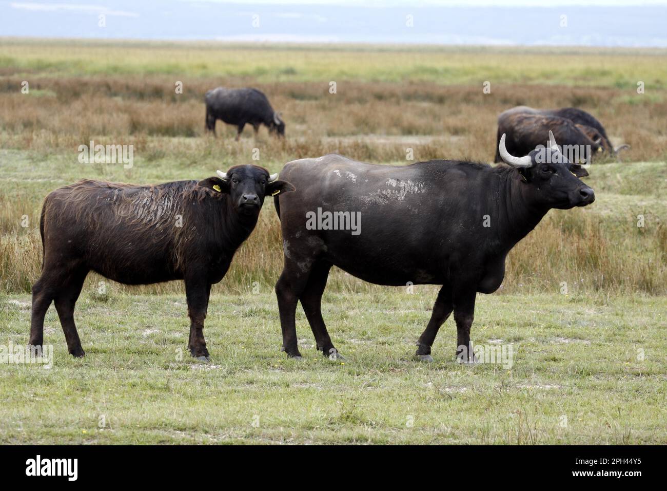 Asian water buffalo Stock Photo - Alamy