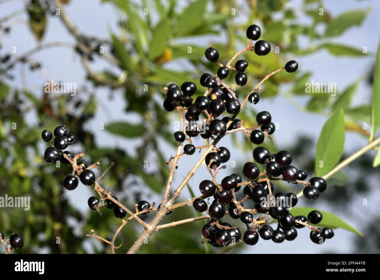 Common wild privet (Ligustrum vulgare Stock Photo - Alamy
