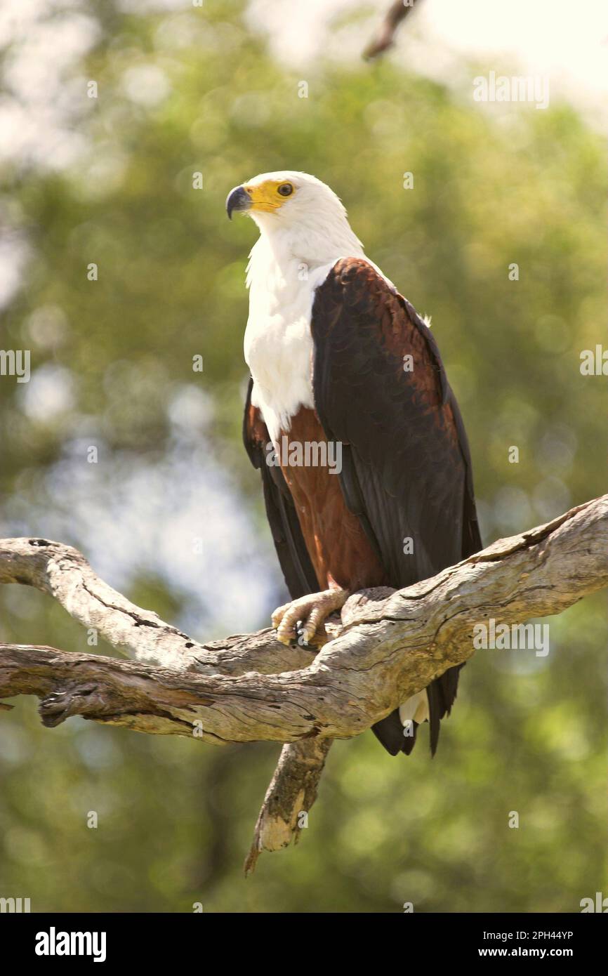 African Fish Eagle Stock Photo - Alamy