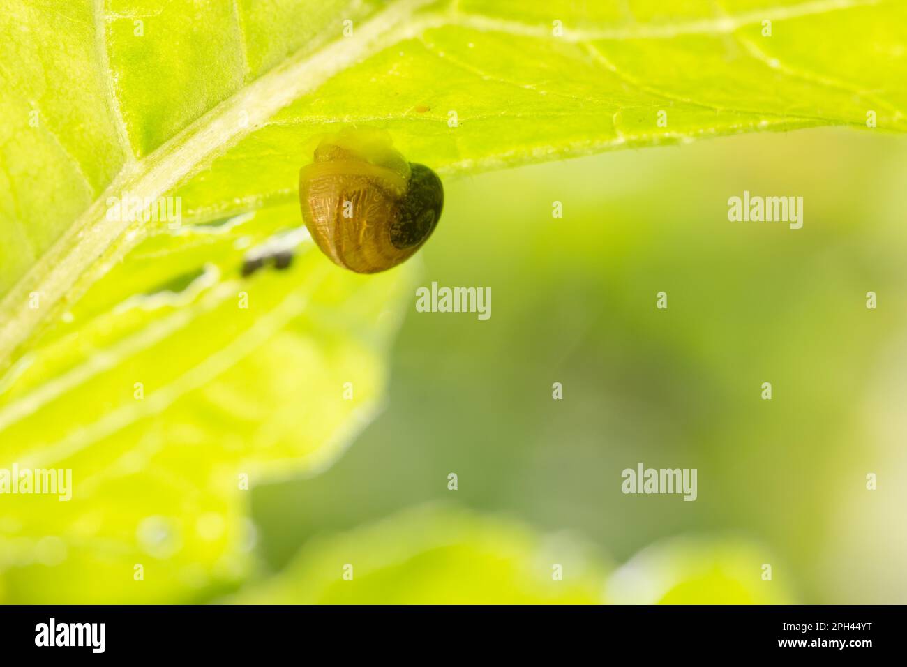 Monacha cartusiana hi-res stock photography and images - Alamy