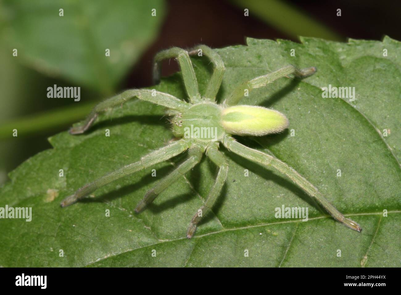 Green grasshopper spider Stock Photo - Alamy