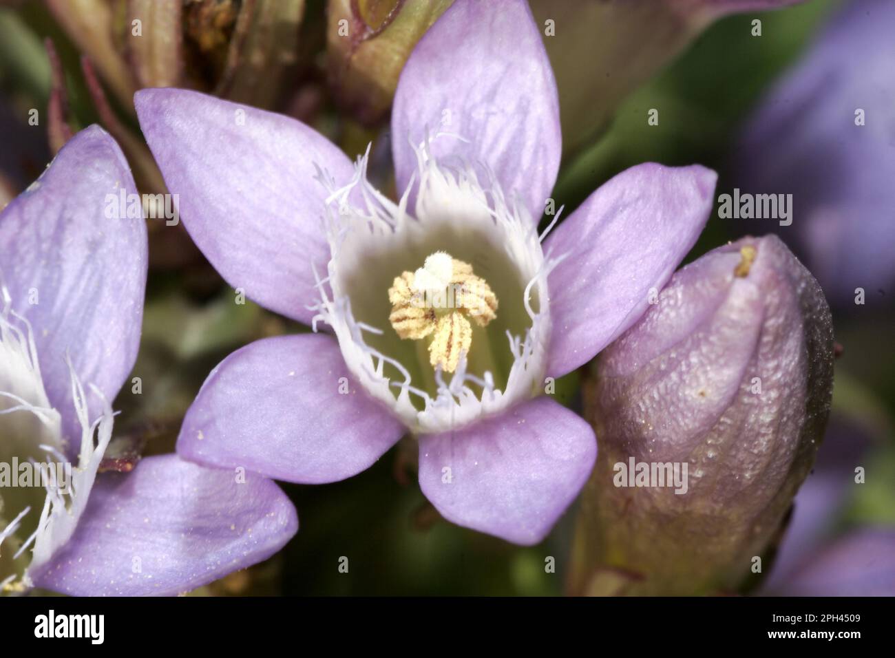 Austrian gentian hi-res stock photography and images - Alamy