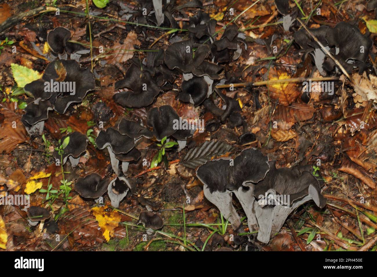 Trumpet of death mushroom hi-res stock photography and images - Alamy