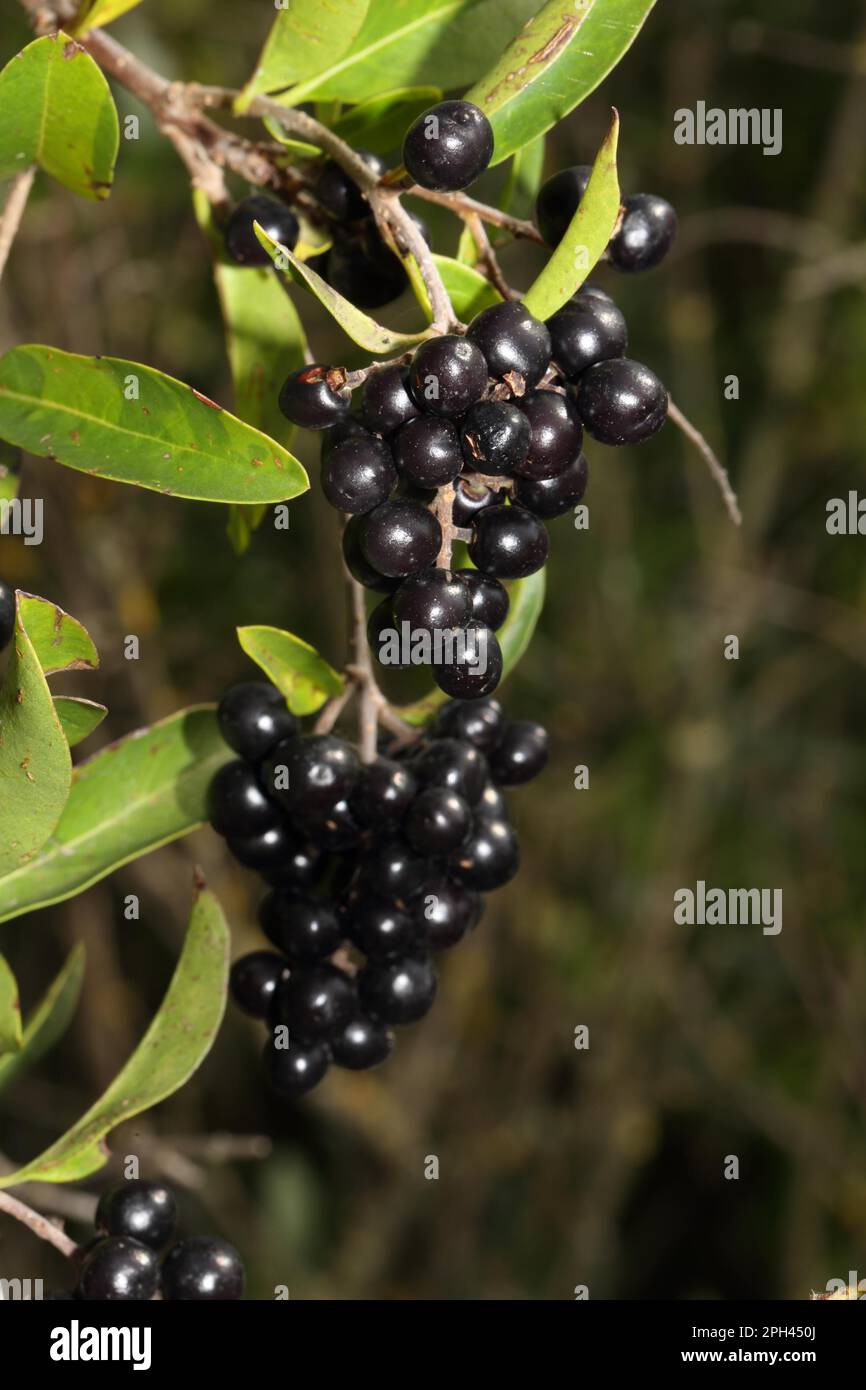 Common wild privet (Ligustrum vulgare Stock Photo - Alamy