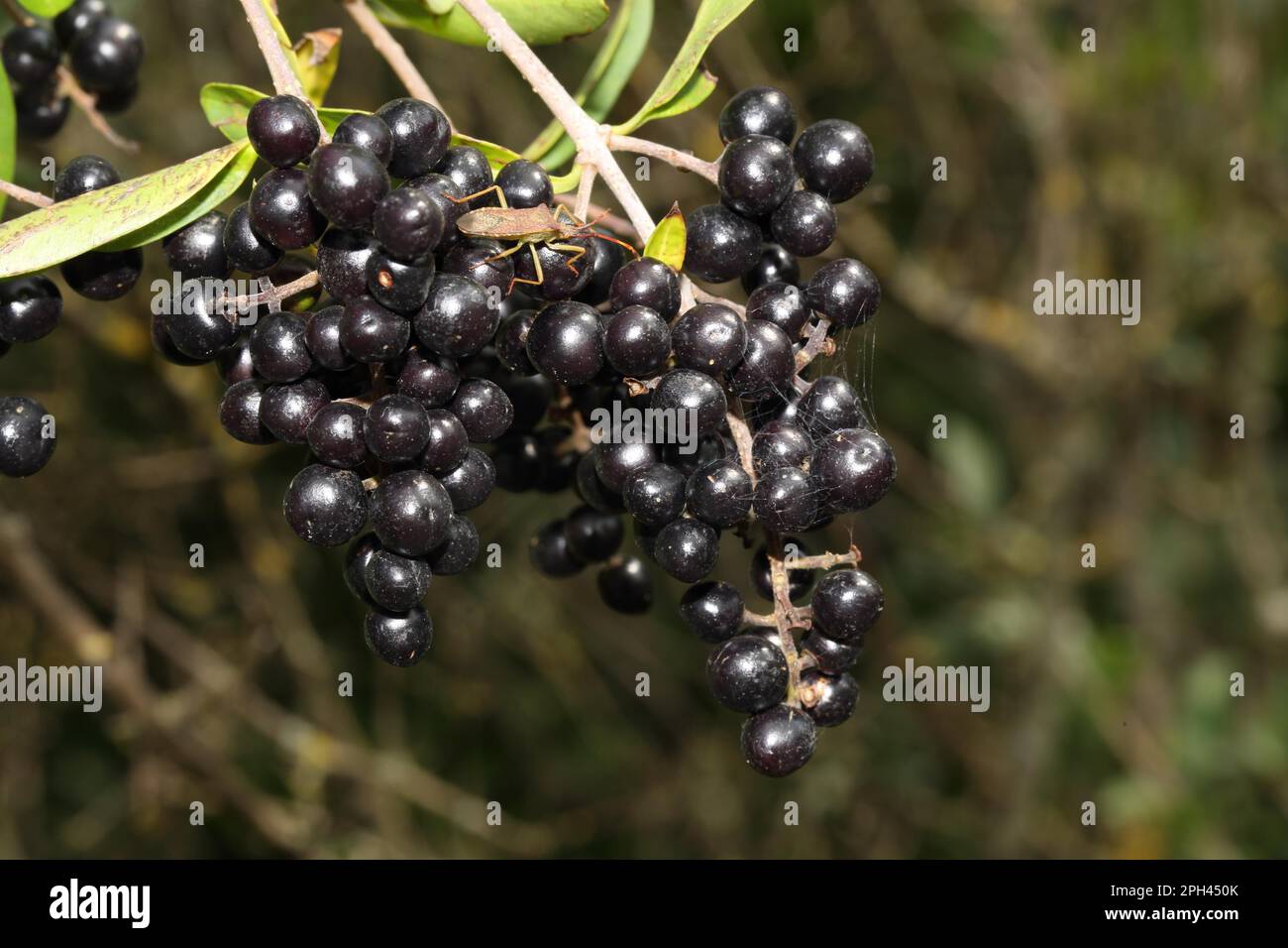 Common wild privet (Ligustrum vulgare Stock Photo - Alamy