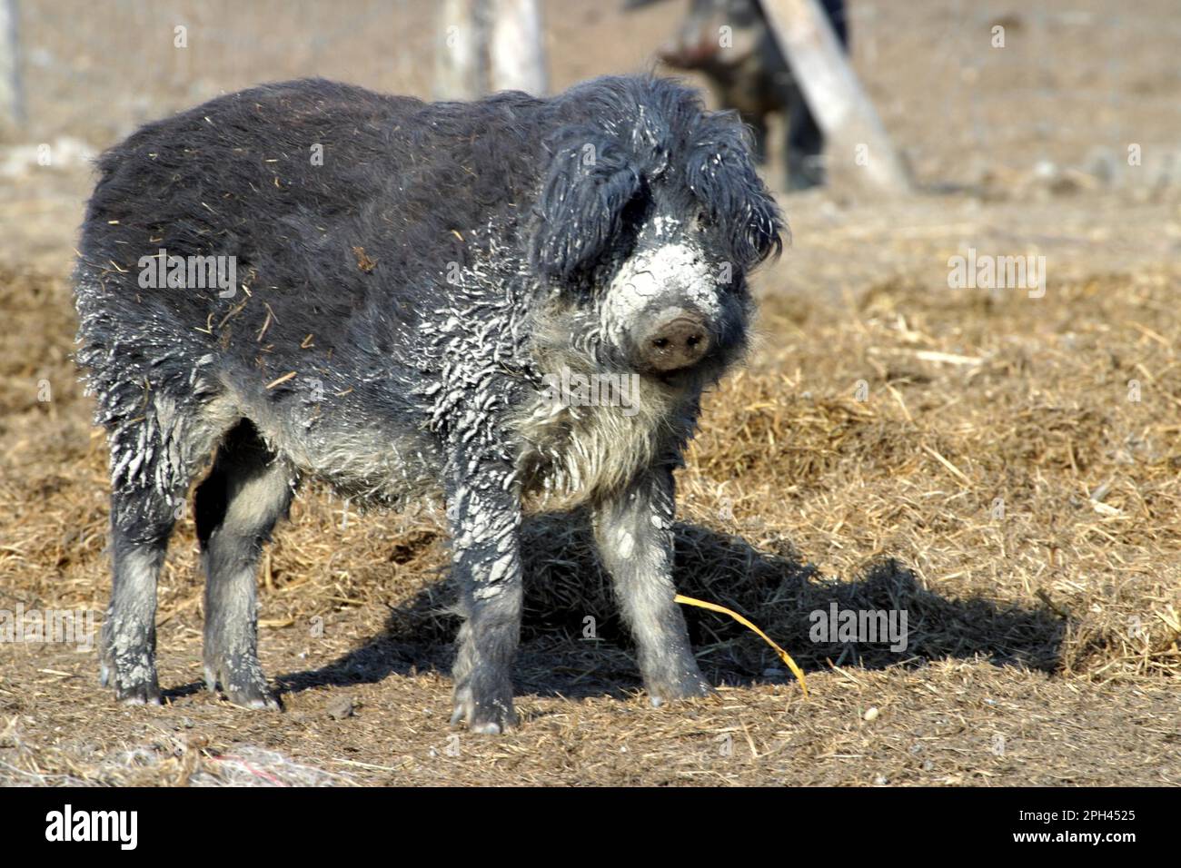 Pig welfare hi-res stock photography and images - Alamy