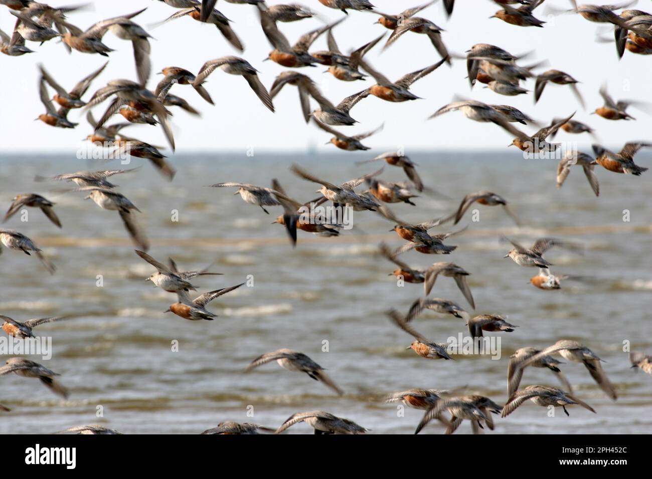 Fly knot hi-res stock photography and images - Alamy