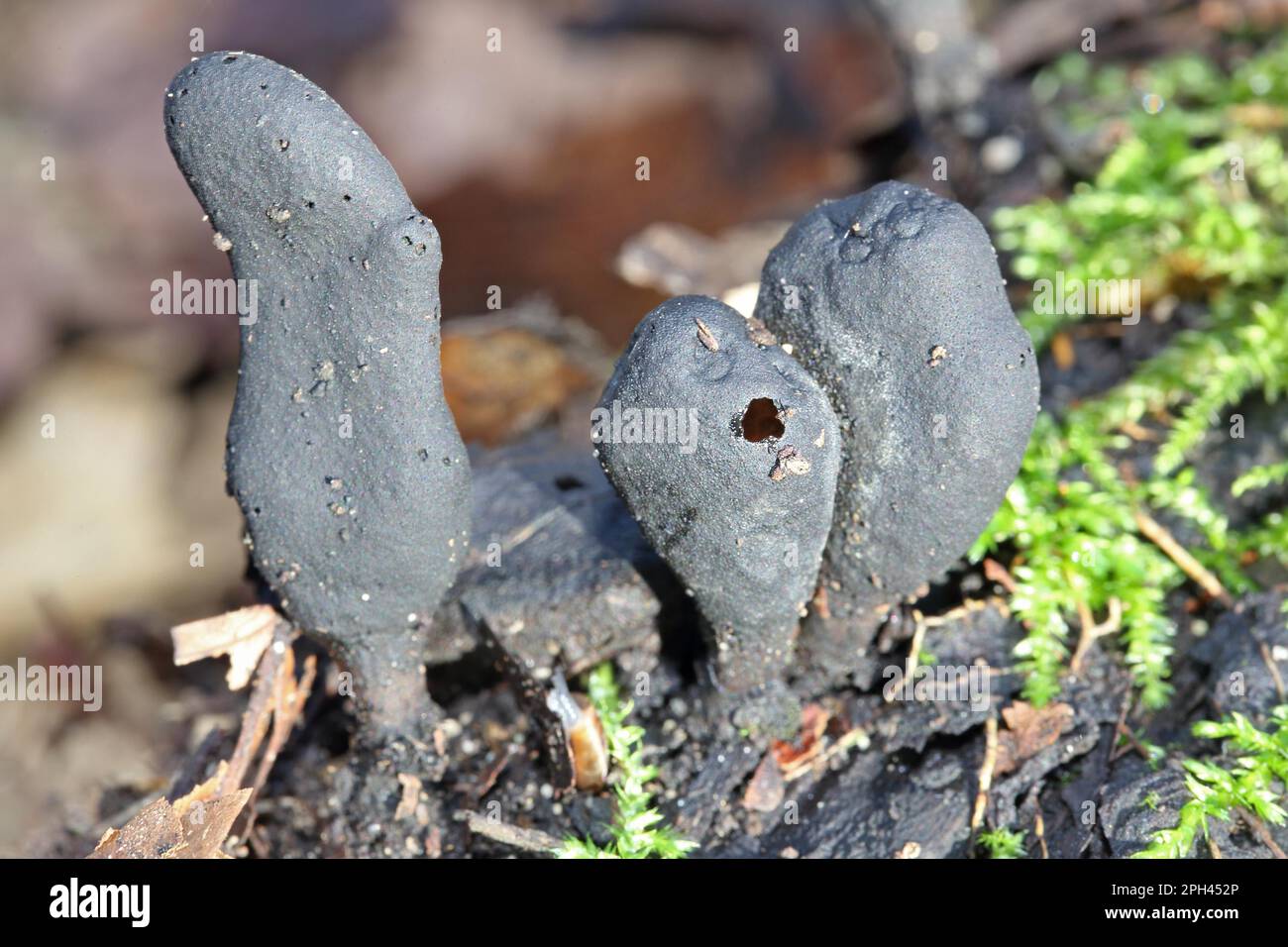 Long-handled wooden club Stock Photo - Alamy