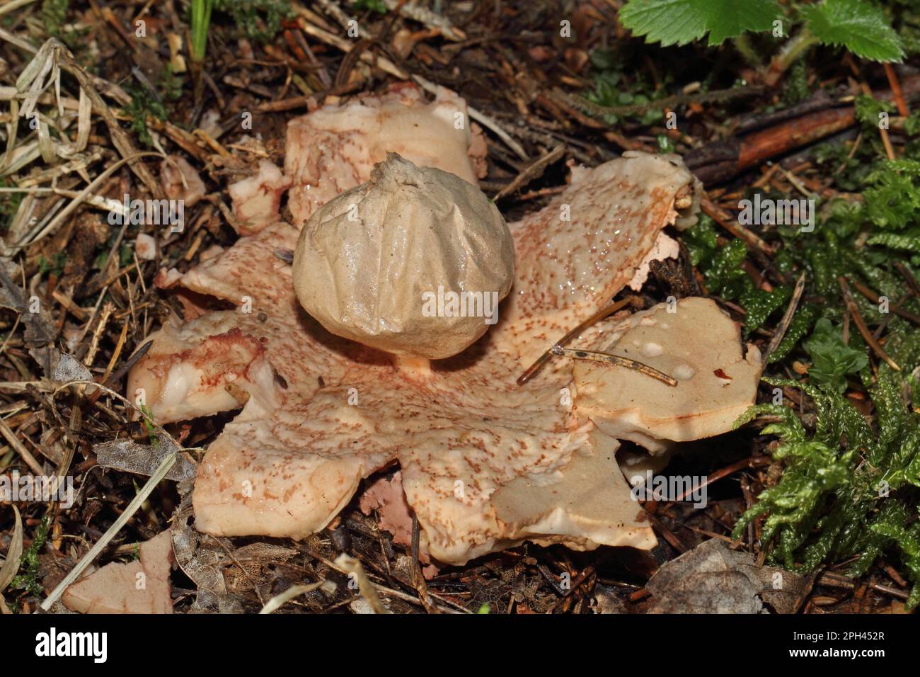 Reddish Earth Star Stock Photo - Alamy