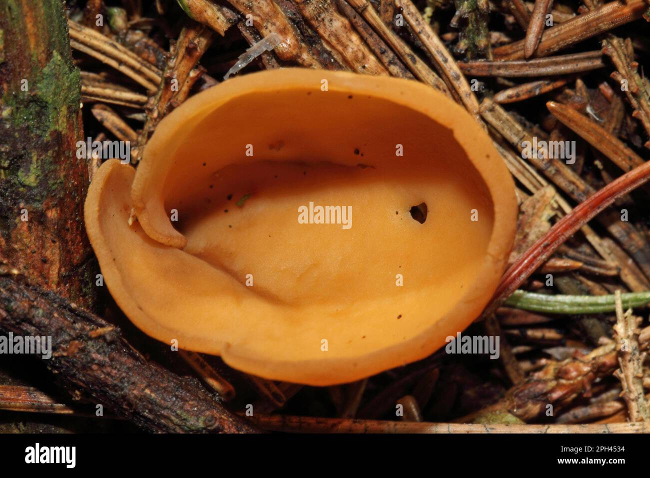 Coniferous wood earl Stock Photo - Alamy