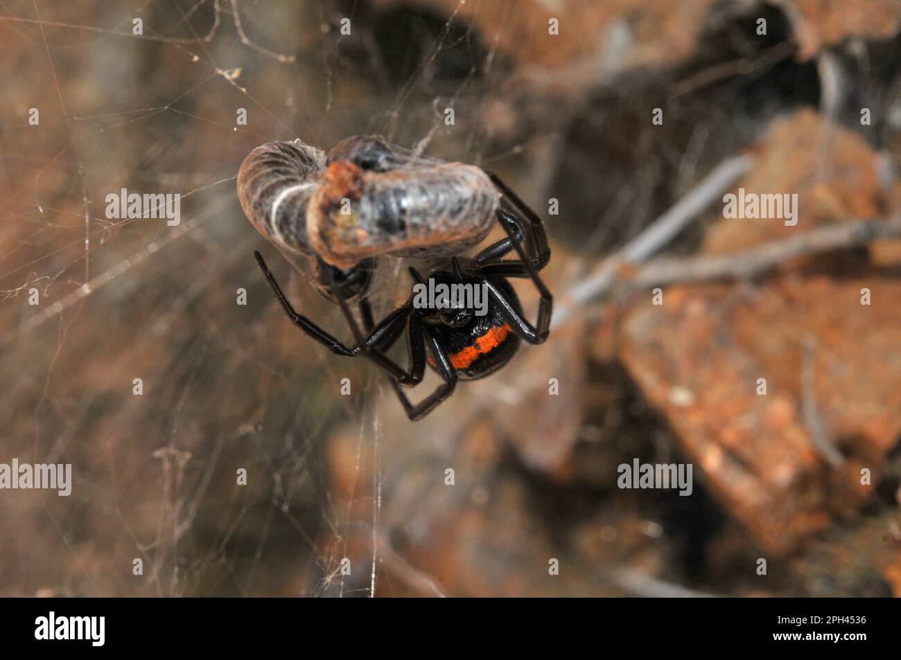 False stuff hi-res stock photography and images - Alamy