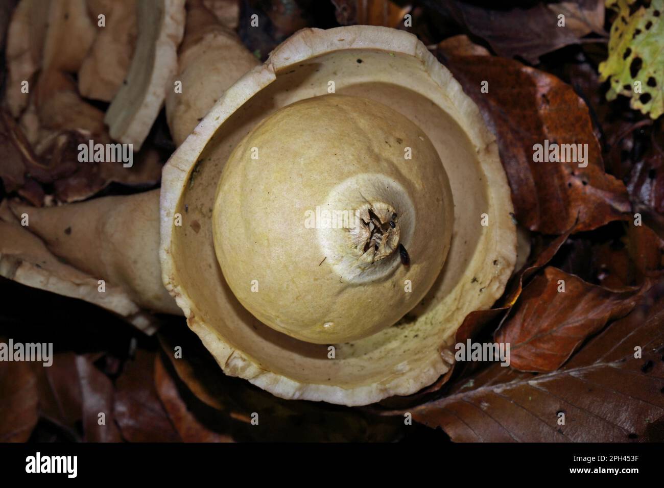 Ruffed Earth Star Stock Photo - Alamy