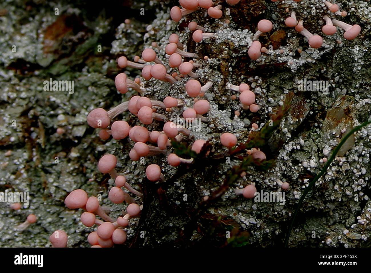 Pink head lichen Stock Photo - Alamy