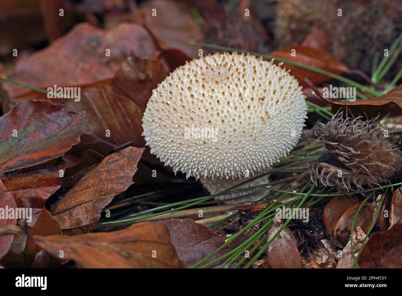 Bottle puffball hi-res stock photography and images - Alamy