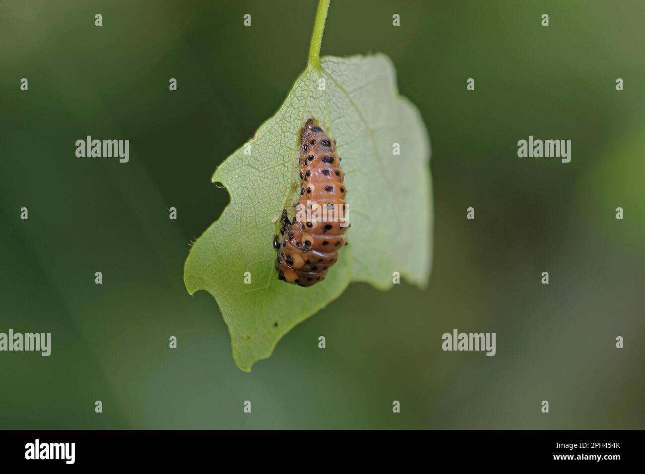 Poplar leaf beetle, larva in front of hatching Stock Photo - Alamy
