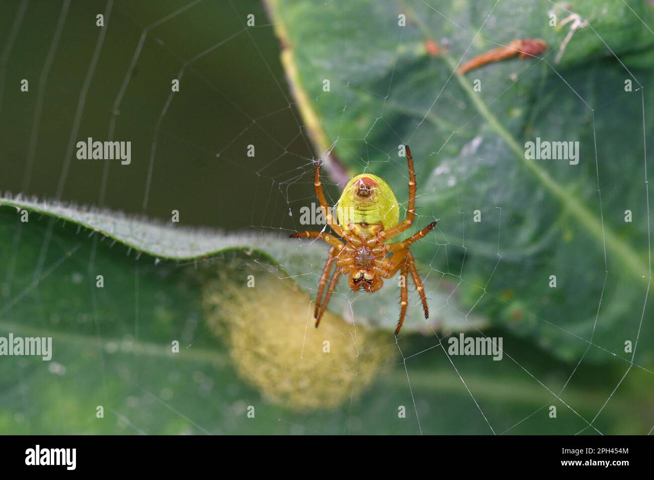 Cucumber green orb weaver spiders hi-res stock photography and images ...