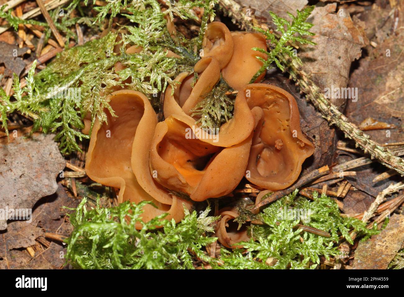 Coniferous wood earl Stock Photo - Alamy