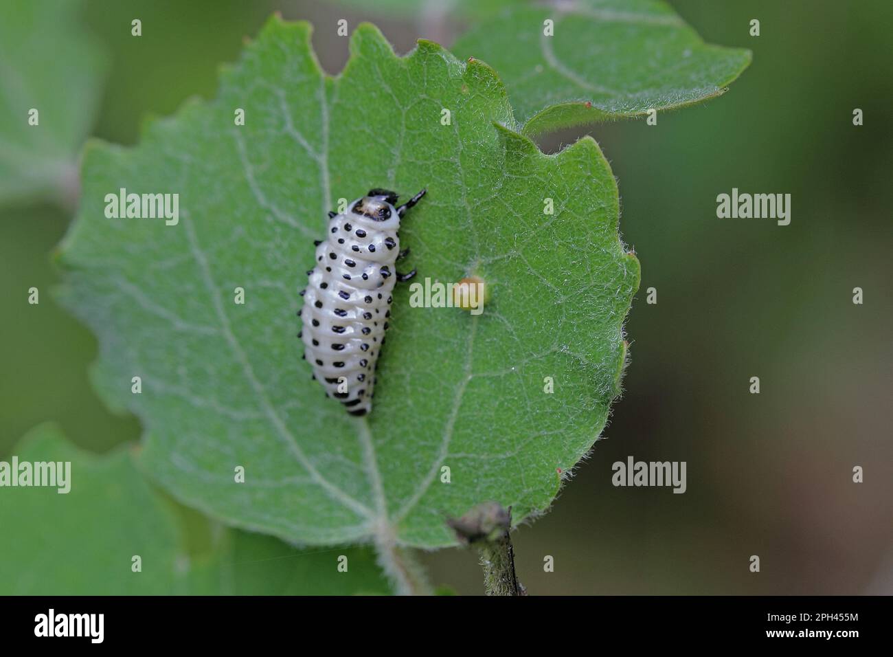 Poplar leaf beetle, larva ready to pupate Stock Photo - Alamy