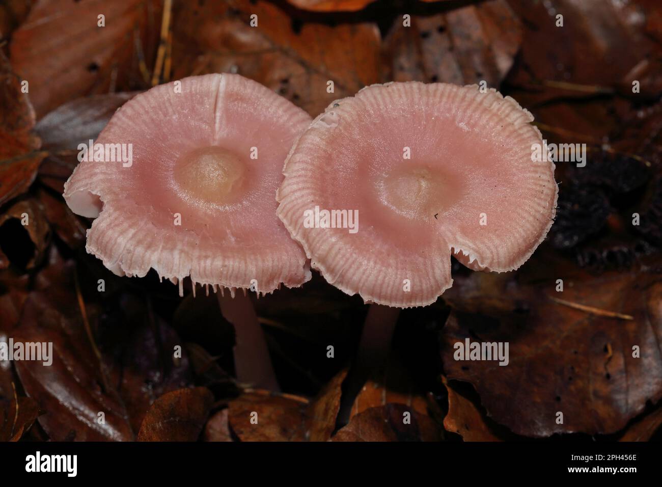 Rose bonnet hi-res stock photography and images - Alamy