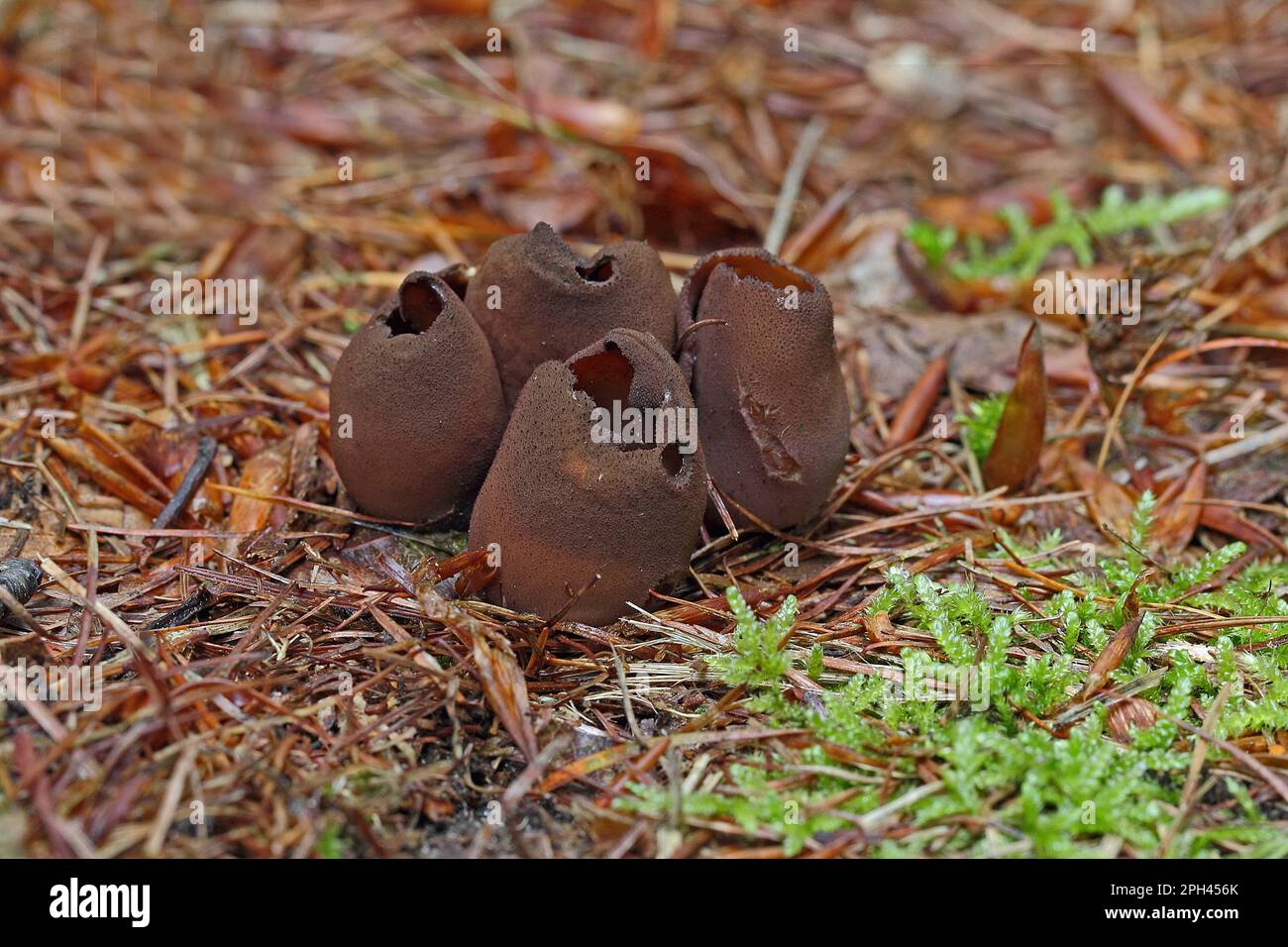 Toad Ear Mushroom Stock Photo - Alamy