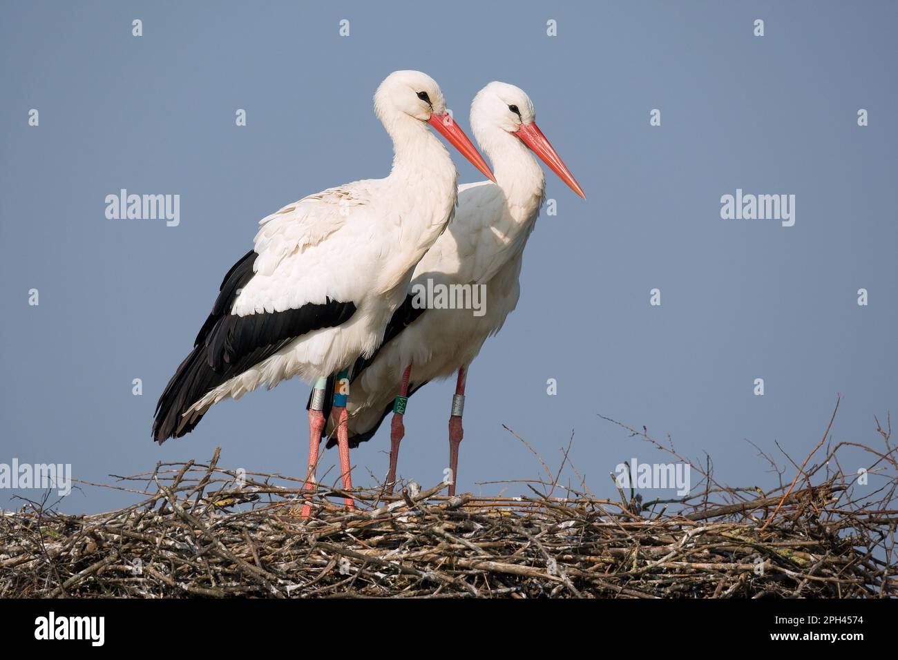 White stork ringing hi-res stock photography and images - Alamy
