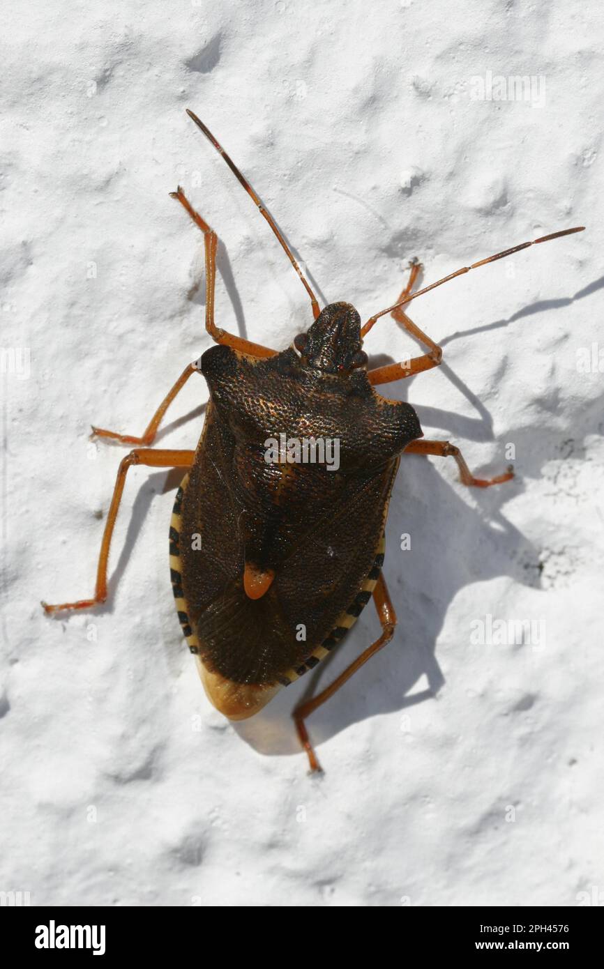 Fruit bug hi-res stock photography and images - Alamy