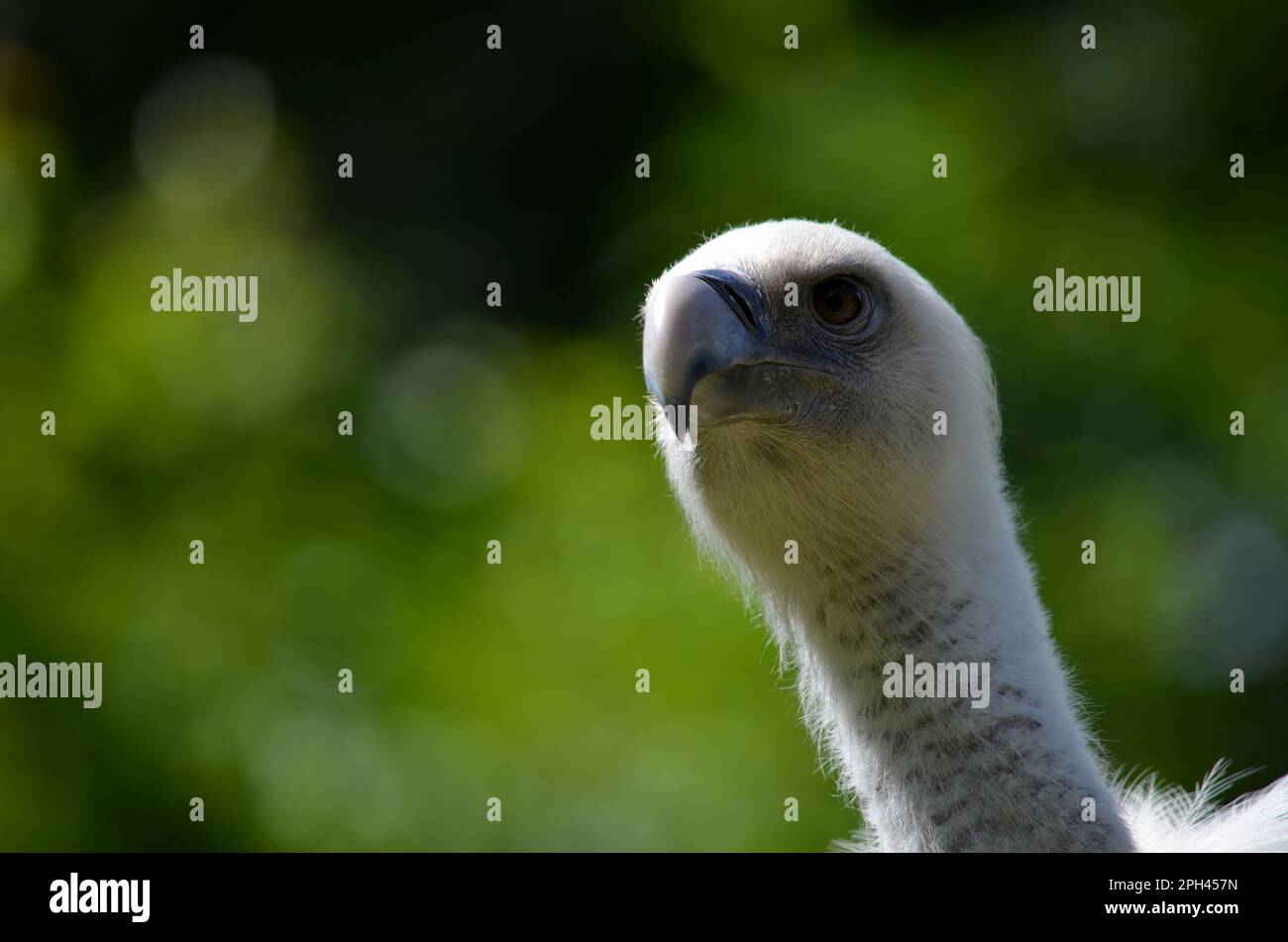 Himalayan bird snow hi-res stock photography and images - Alamy