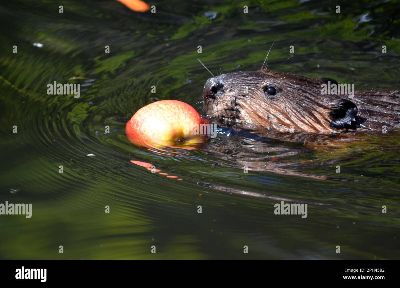 Mature beaver hi-res stock photography and images - Alamy