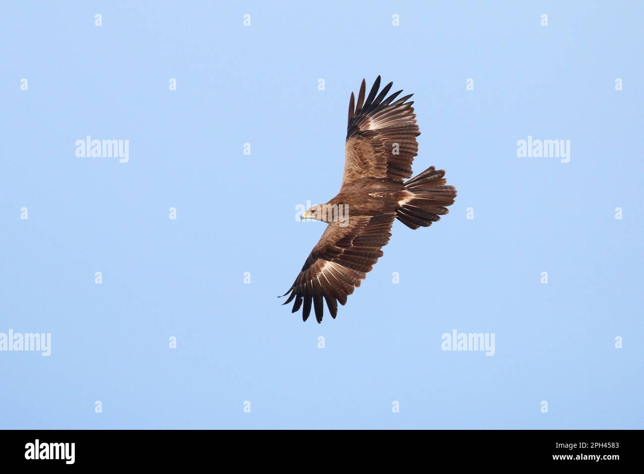 Lesser Spotted Eagle Stock Photo - Alamy