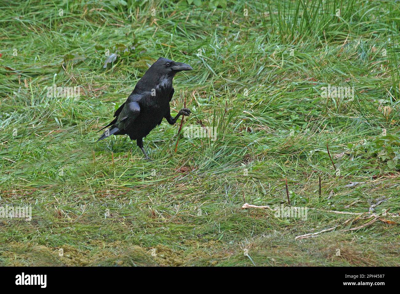 Mature raven hi-res stock photography and images - Alamy