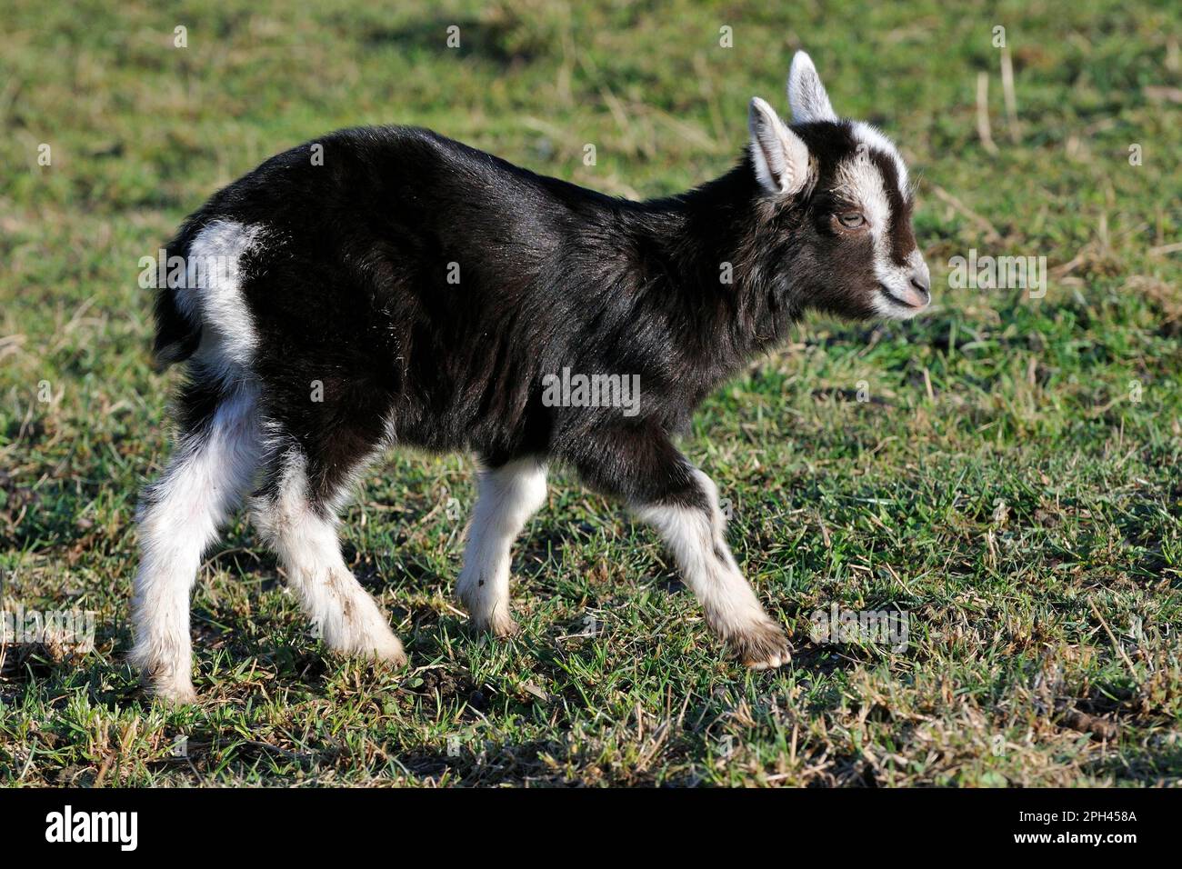 Thuringian Forest Goat, kid goat Stock Photo - Alamy