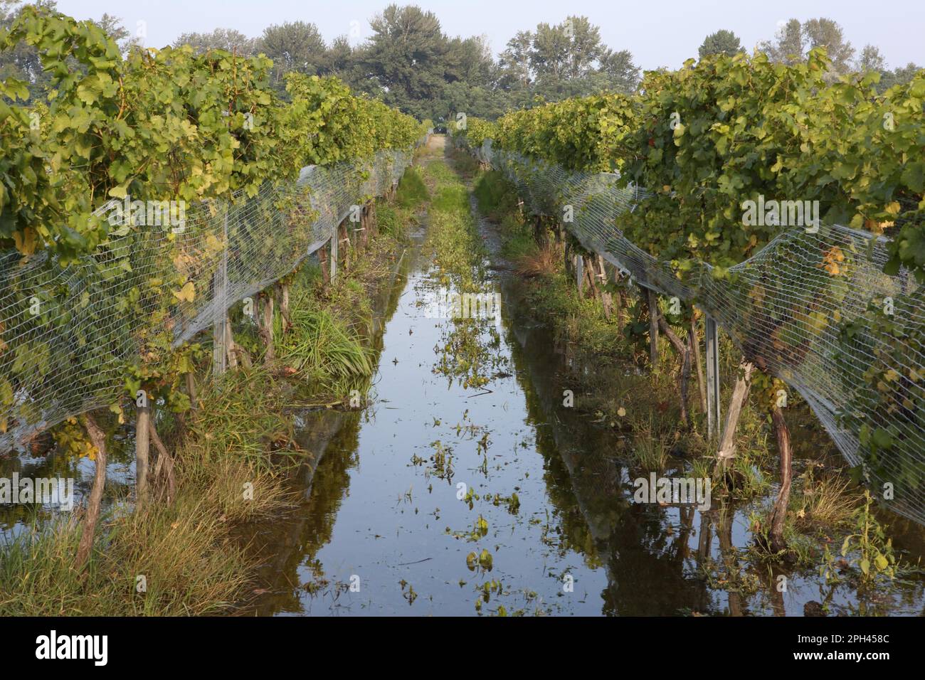 Grape vineyard flood hi-res stock photography and images - Alamy