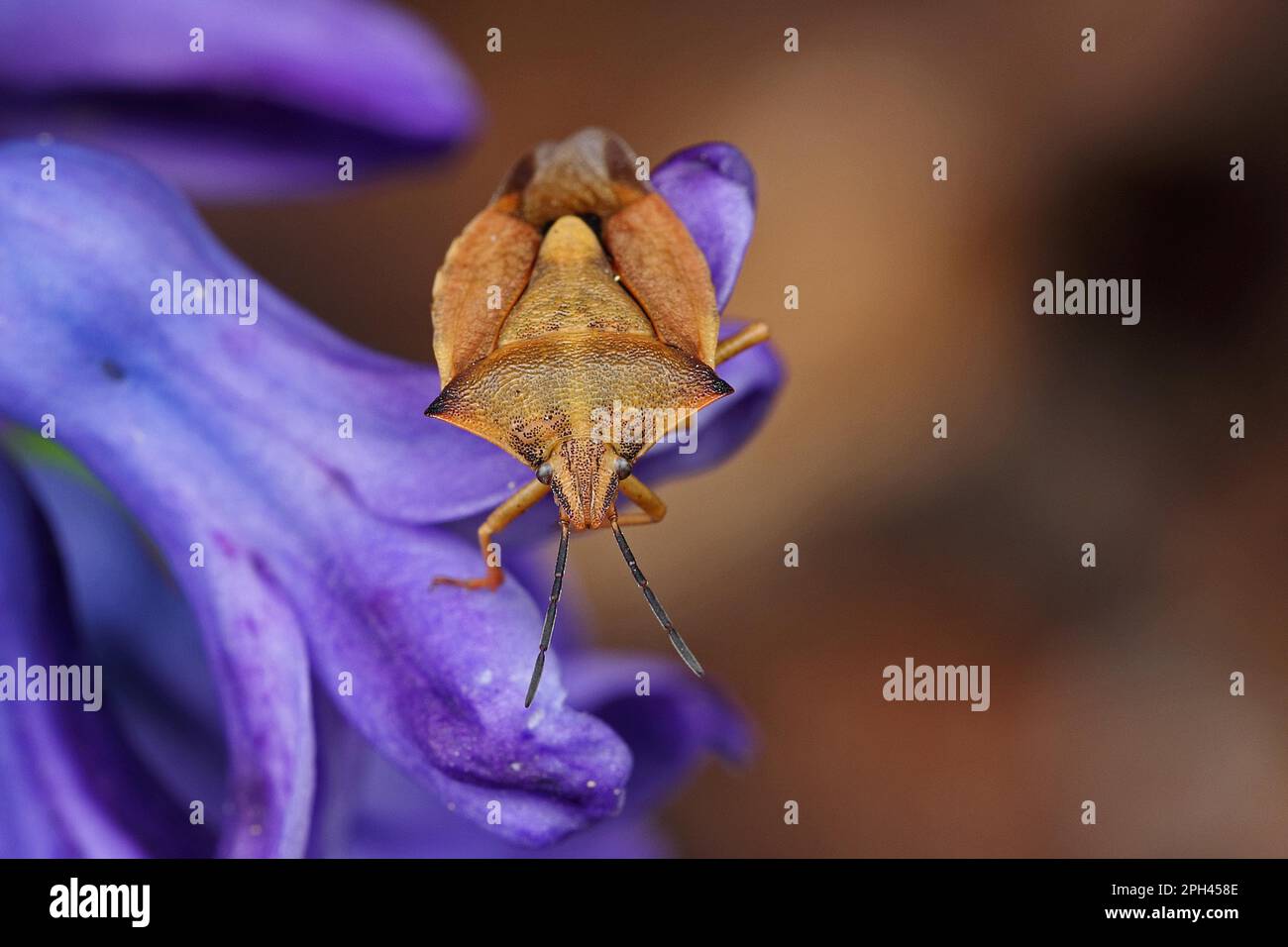Fruit bug hi-res stock photography and images - Alamy