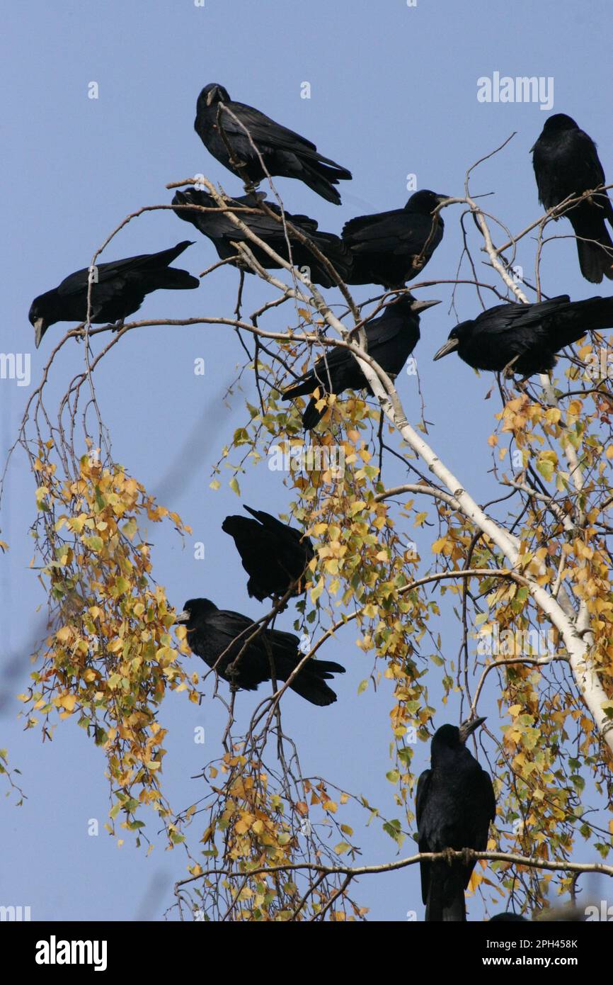 Group of crows hi-res stock photography and images - Alamy