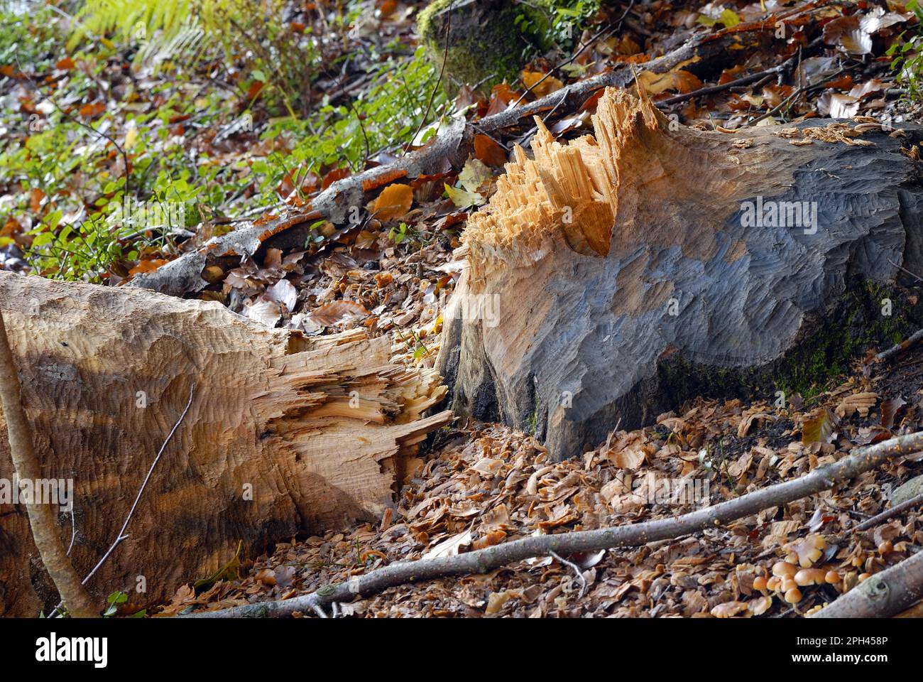 Beaver tracks hi-res stock photography and images - Alamy