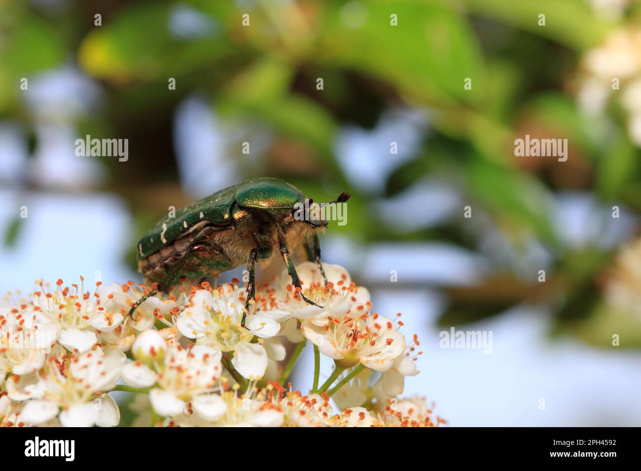 Adult chafer beetle hi-res stock photography and images - Alamy