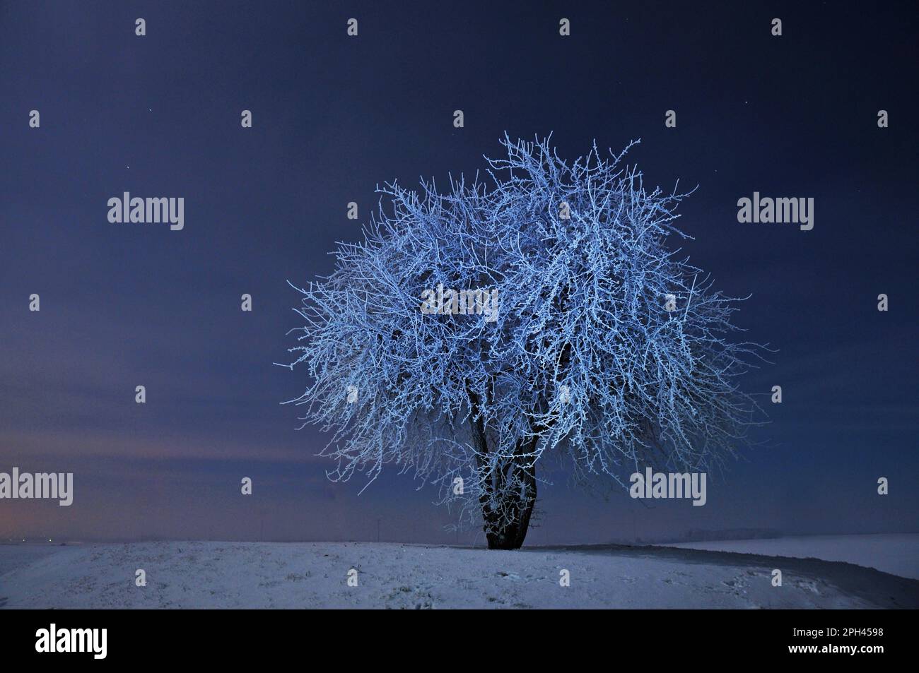 Pear tree in moonlight at -18C Stock Photo - Alamy