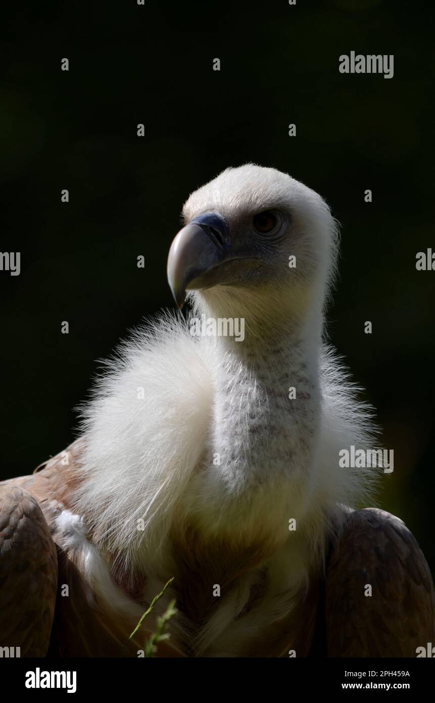 Snow Vulture/ Himalayan Vulture Stock Photo - Alamy