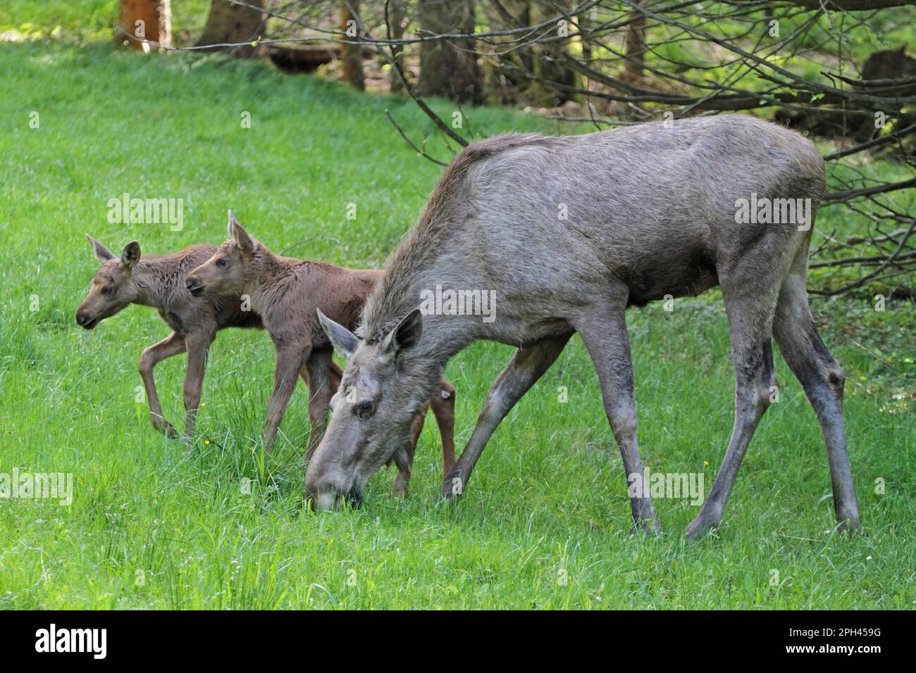 Moose browse hi-res stock photography and images - Alamy