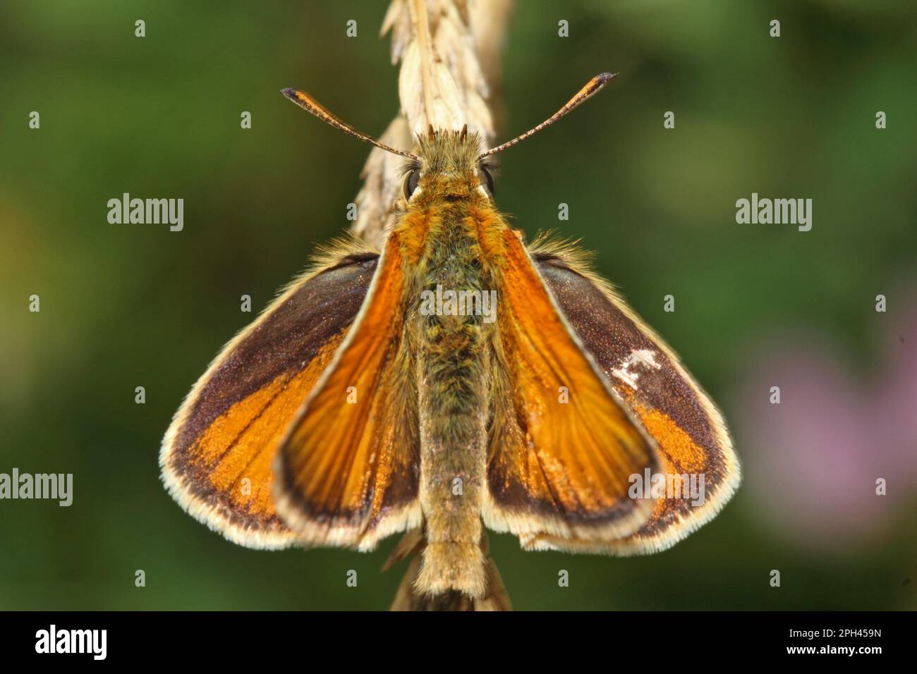 Brown Coloured Hawk Butterfly Stock Photo - Alamy