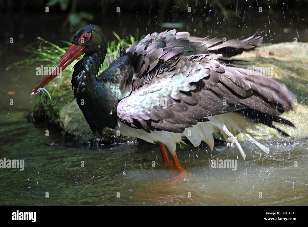 Stork in water hi-res stock photography and images - Alamy