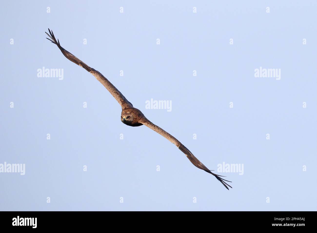 Lesser Spotted Eagle Lesser Spotted Eagle by Nigel Bell - BirdGuides