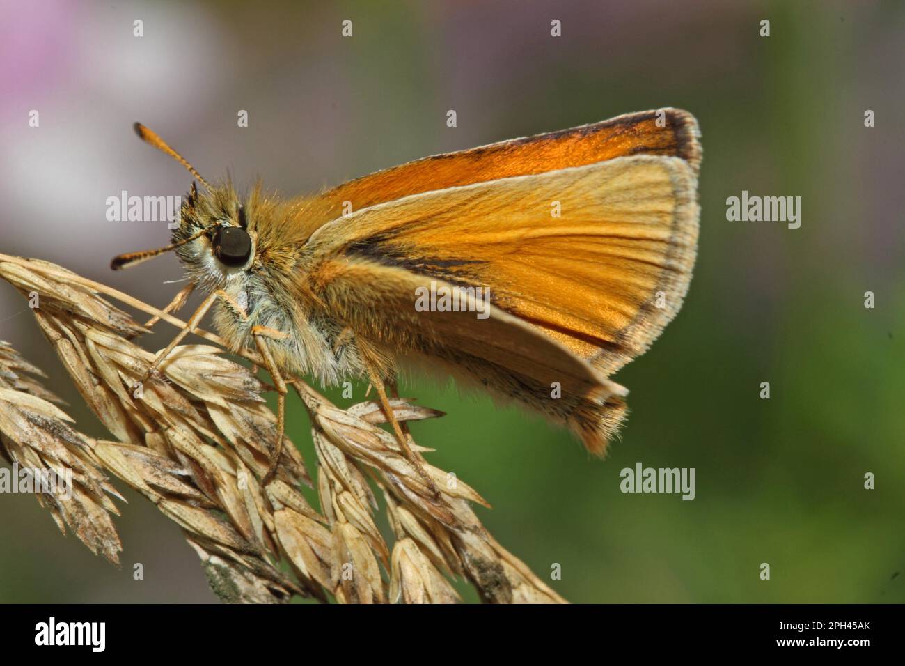 Brown Coloured Hawk Butterfly Stock Photo - Alamy