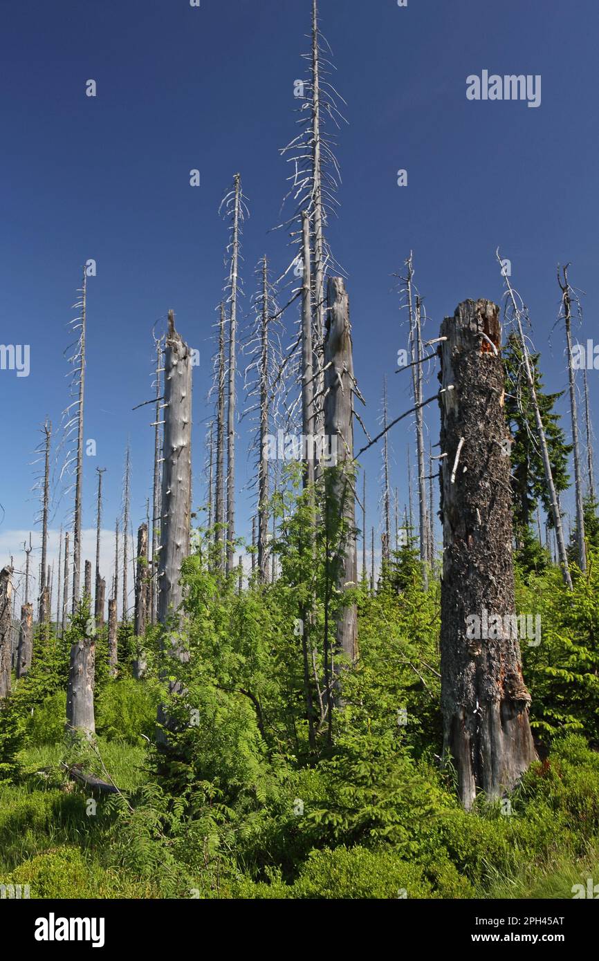 Natural reforestation on the Lusen, Bavarian Forest National Park ...