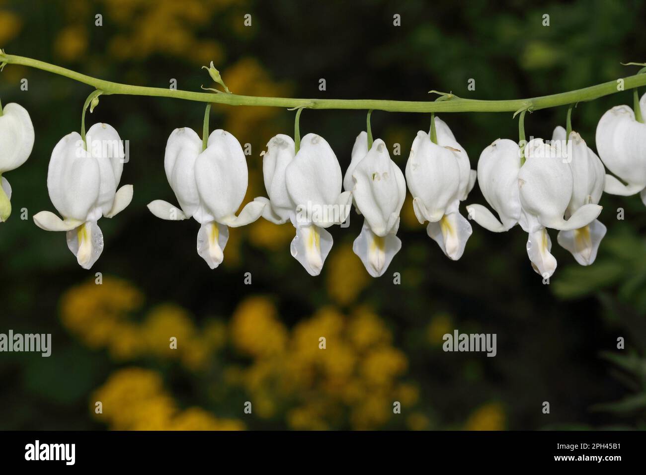 Flaming heart hi-res stock photography and images - Alamy