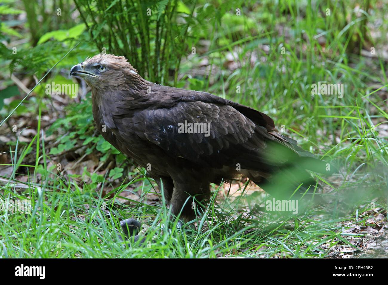 Lesser Spotted Eagle Stock Photo - Alamy