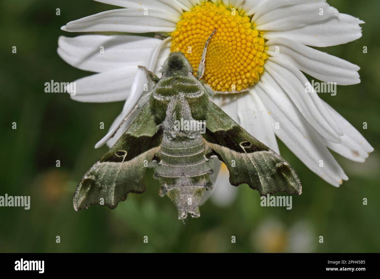 Evening Primrose Hawk Stock Photo - Alamy