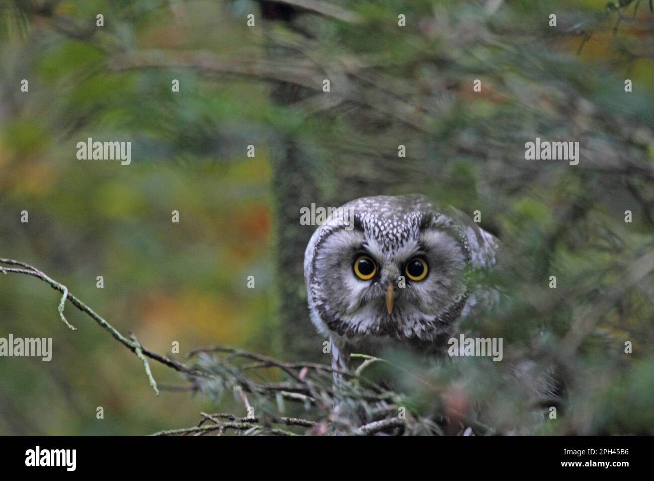 Owl look hi-res stock photography and images - Alamy