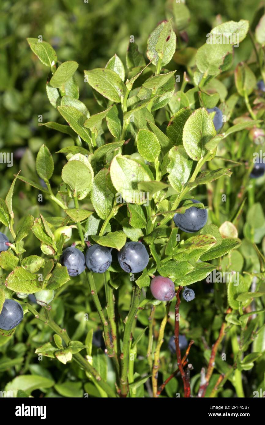 Hayberry hi-res stock photography and images - Alamy